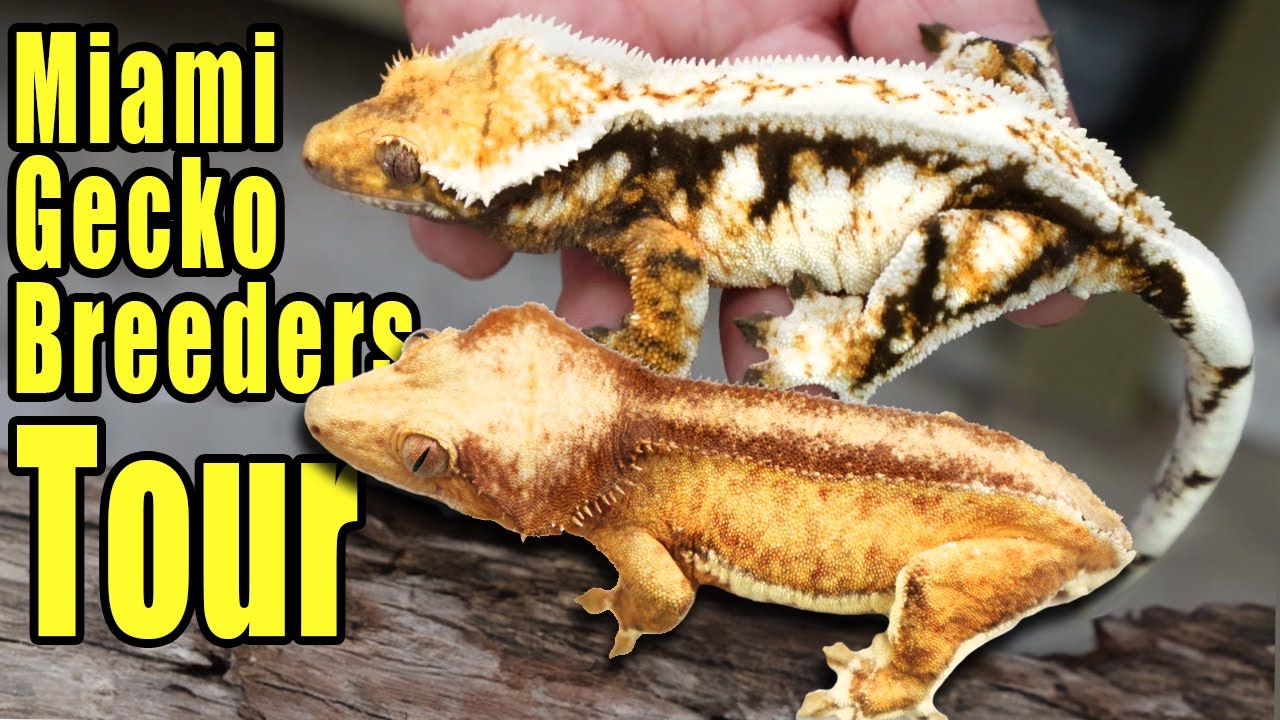 Visiting Crested Gecko Breeders in Miami! - YouTube