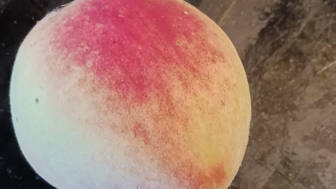 first Peach Harvest sweet and juicy - YouTube