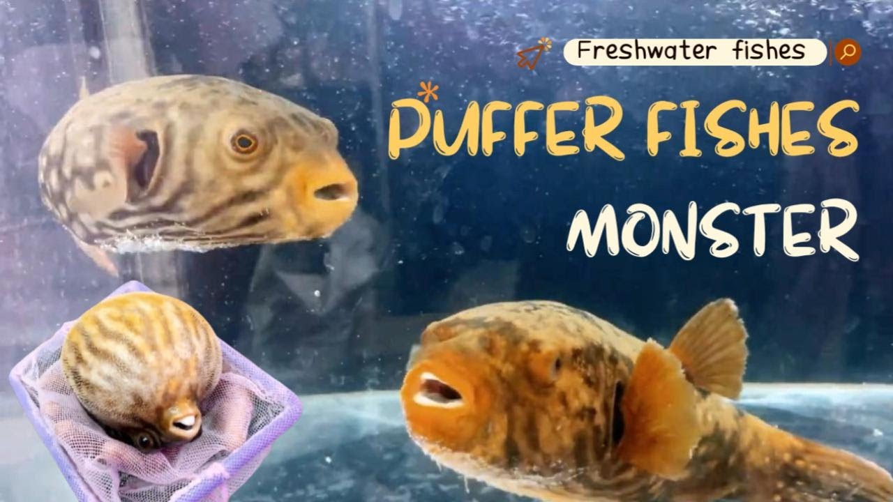 Monster பலூன் மீன்கள் | Puffer Fishes @SimbaaVlogs - YouTube