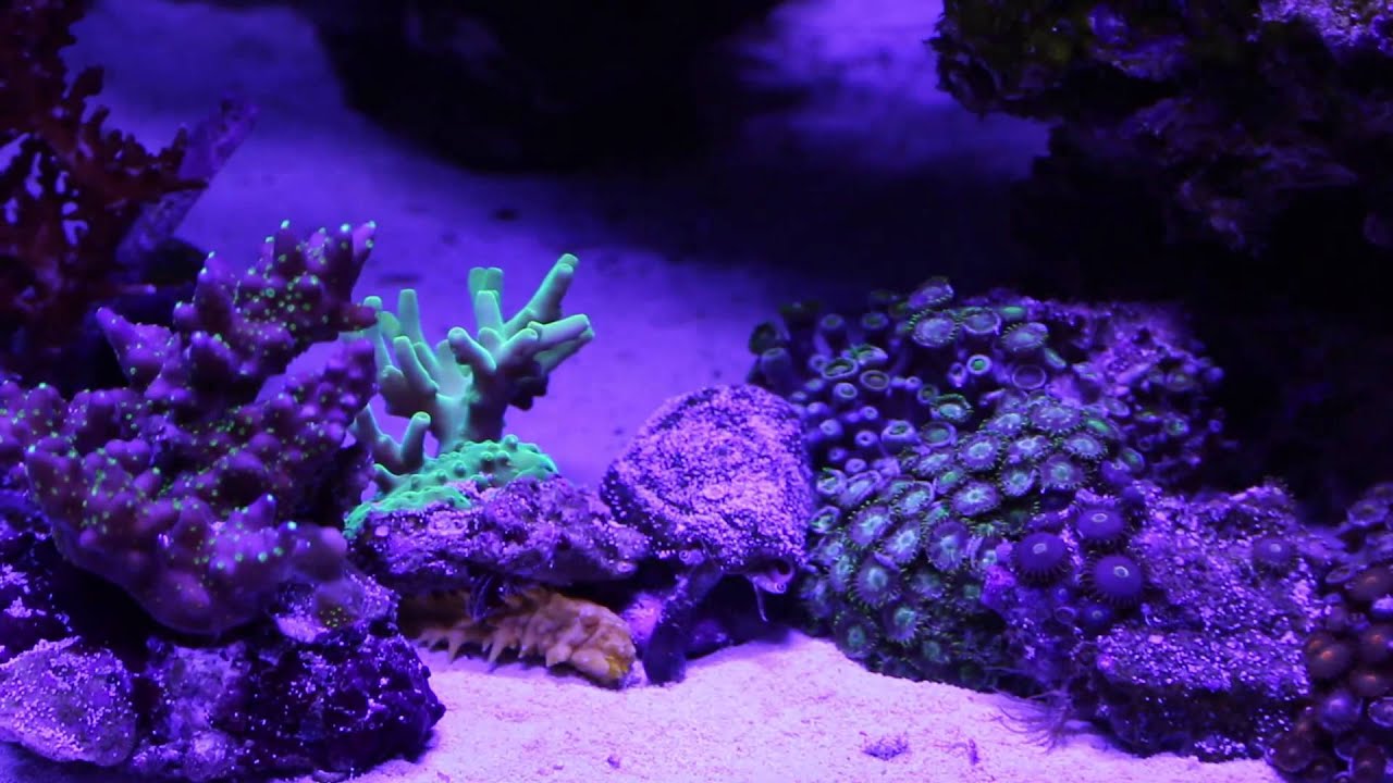 Reef Tank 90g - YouTube