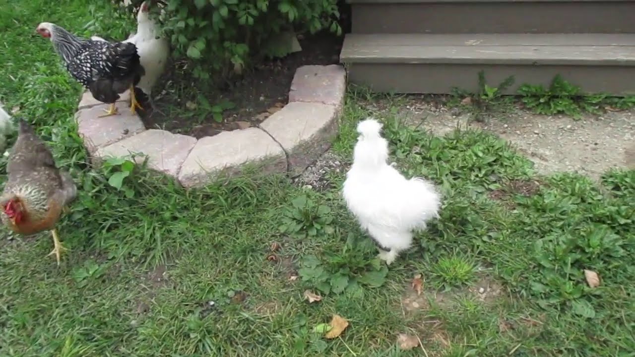4 Month Old Silkie Rooster Crows - YouTube