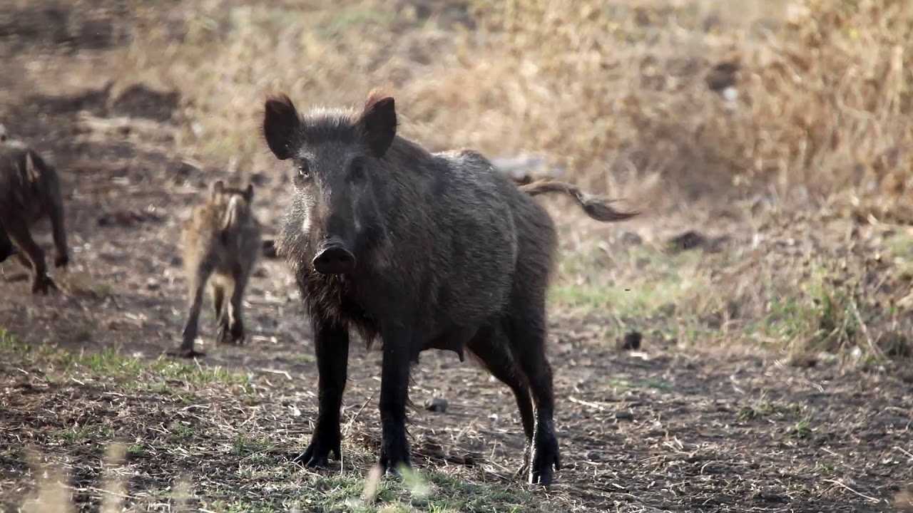 הדחף לצאת ולצלם passion of wildlife - YouTube