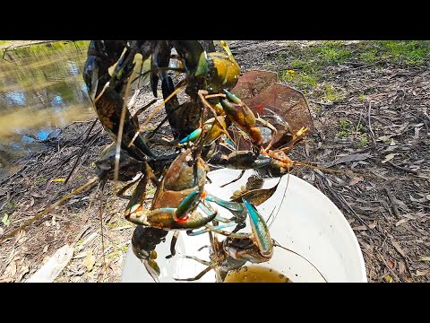 Finally a decent yabbying session I caught a feed of yabbies - YouTube