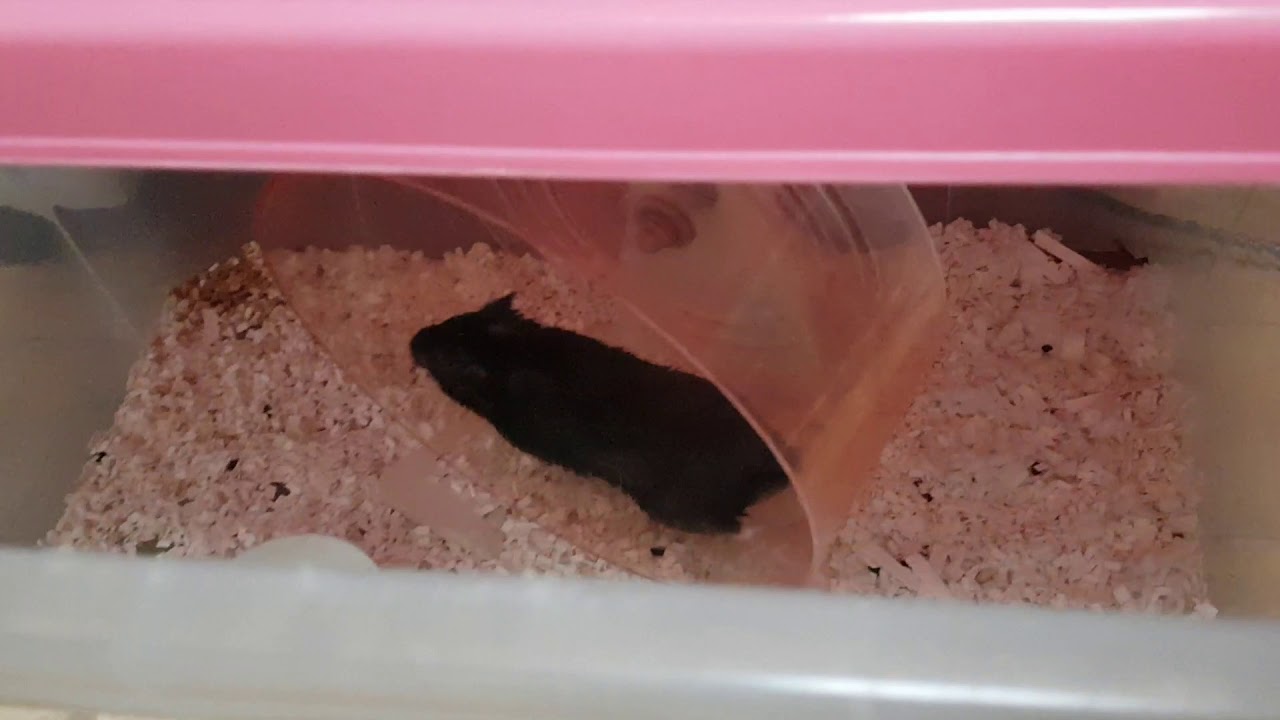 이 영상의 주인공은? 데구(Degu) ? 햄스터(Hamster) ? - YouTube