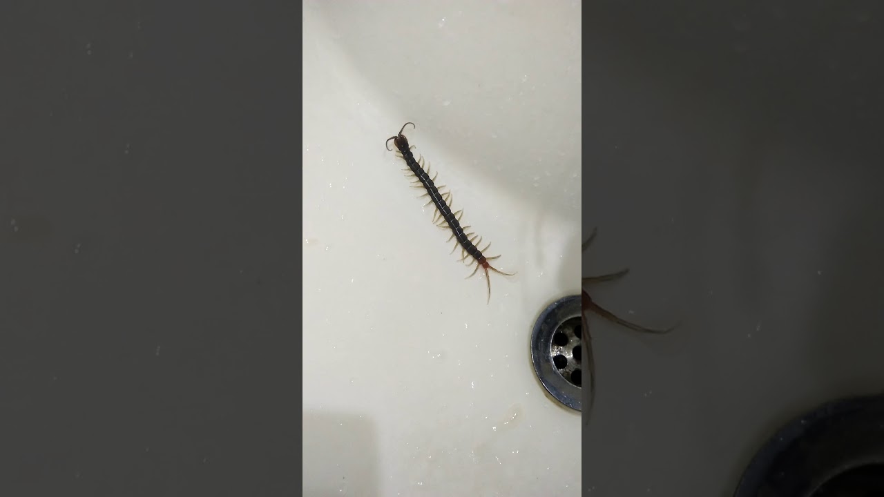 Centipede in Hindi it is kangojar in my bathroom basin - YouTube