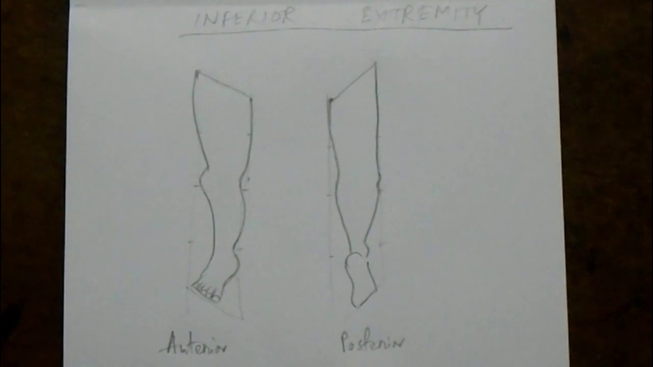 Easy Anatomical Drawing (In a minute): lower limbs - YouTube