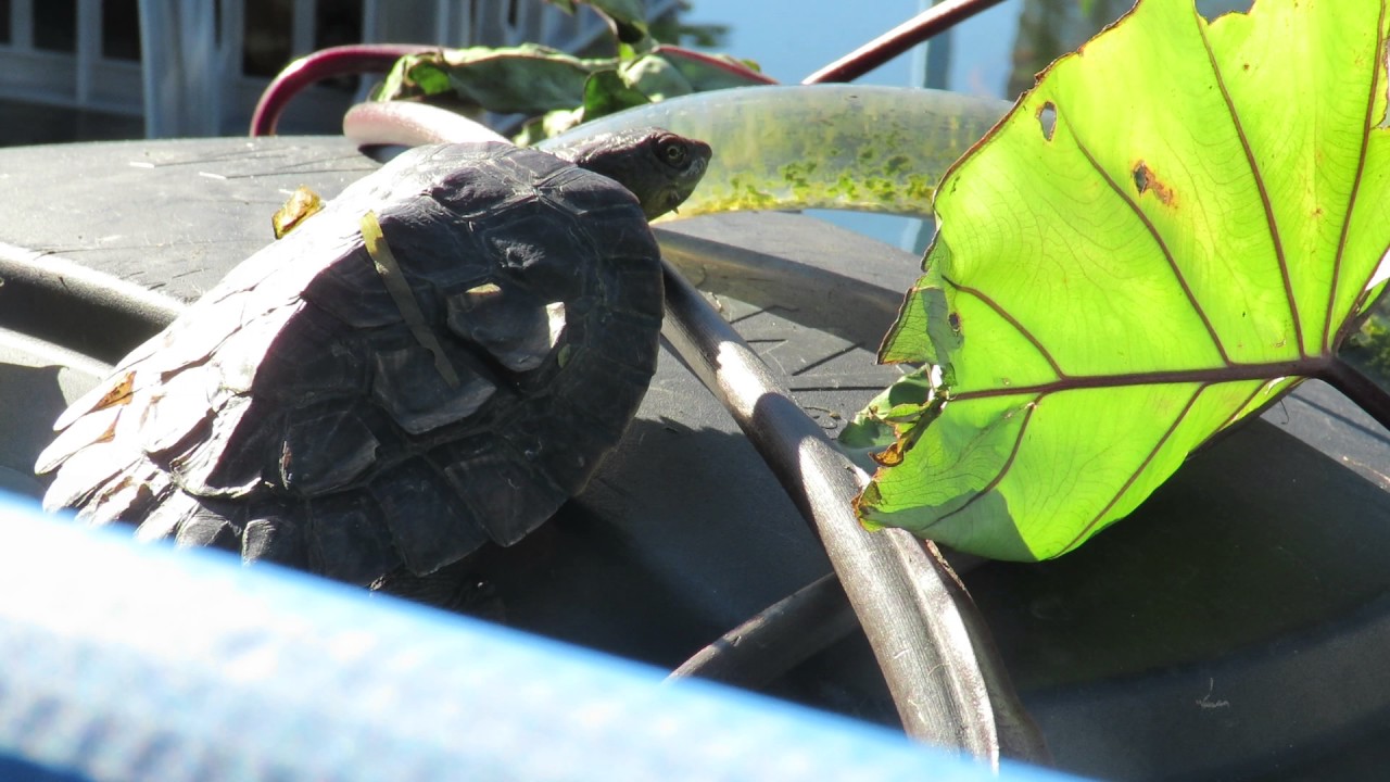 Gamera shedding her shell (turtle scutes) - YouTube
