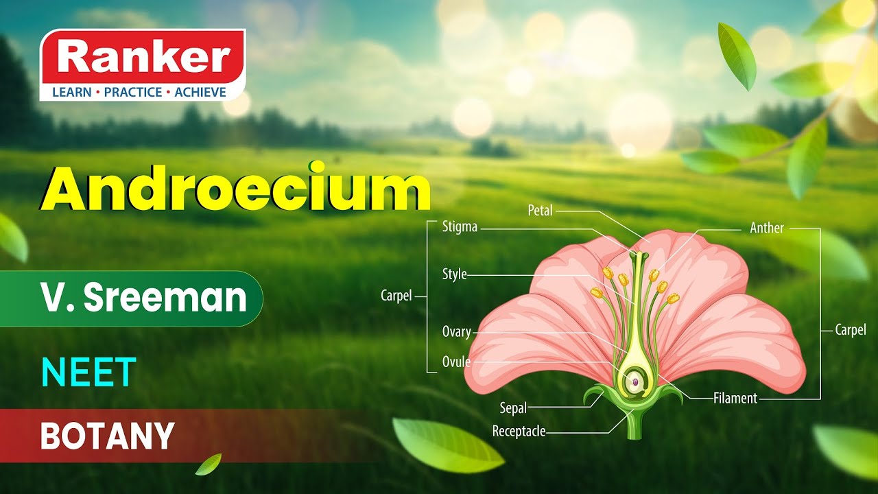 Structural Organization in Plants | Flower | Androecium | Botany | V ...