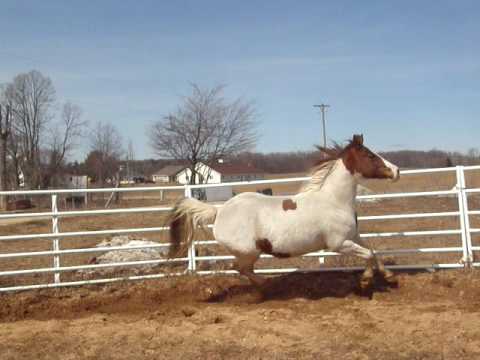 Horse hop? - YouTube
