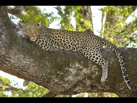 Leopards Fighting Fiercely At Mysore Zoo - YouTube