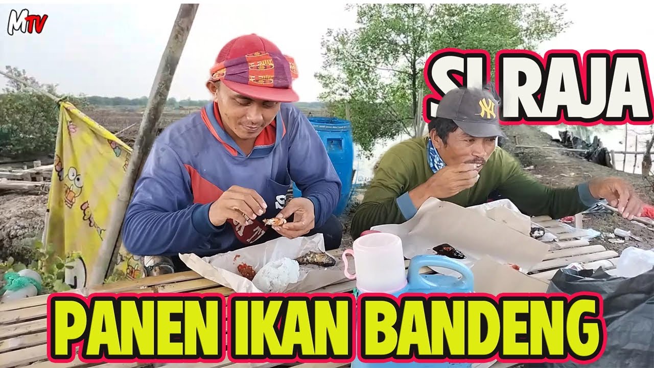 Bikin Syok ,,!! Panen Ikan Bandeng di Tambak Tradisional | Budidaya ...