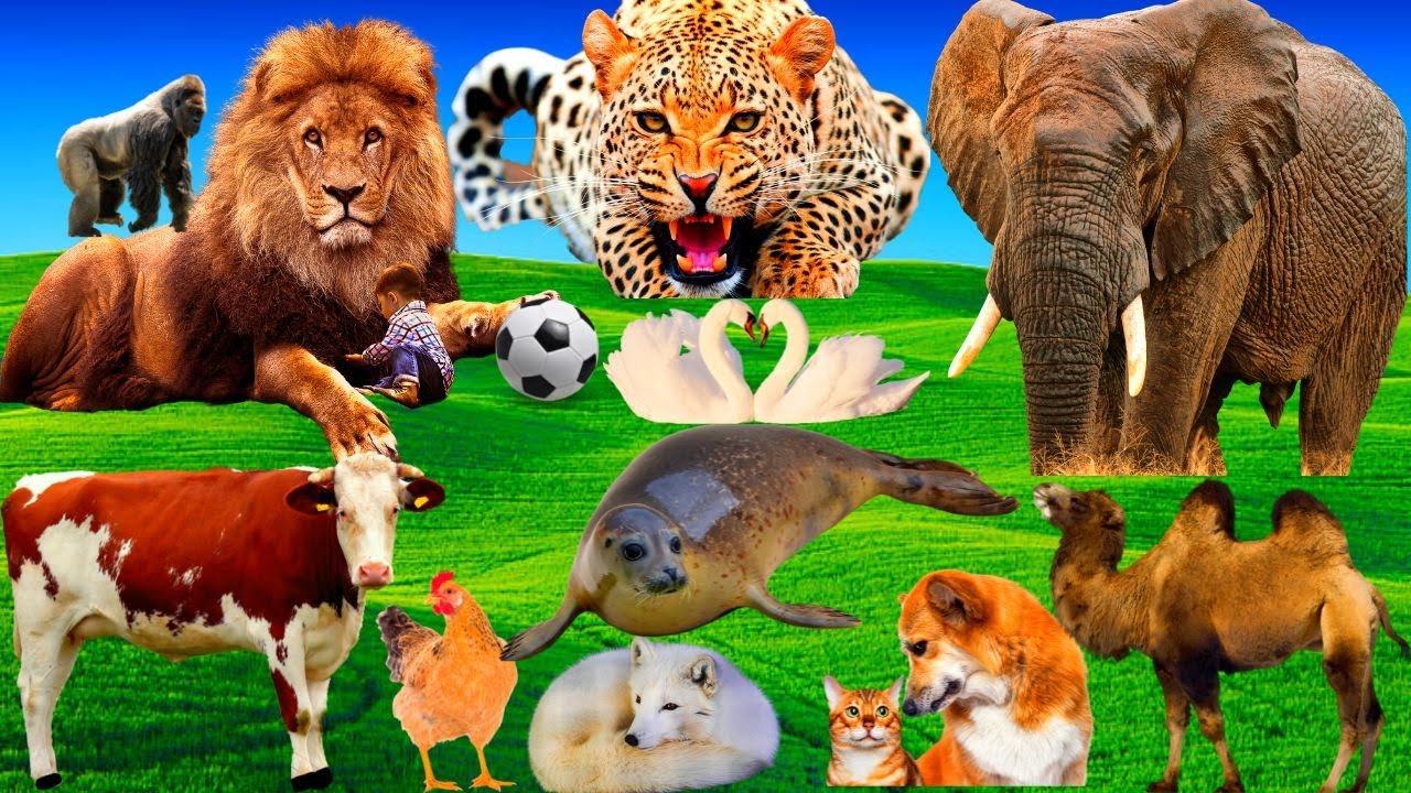 ANIMAL SOUND AROUND US, WILDLIFE ANIMALS, Bee, Owl, Zebra, Horse ...