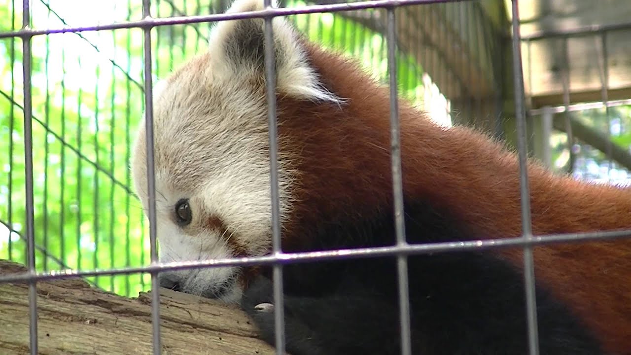 Evil Red Panda - YouTube
