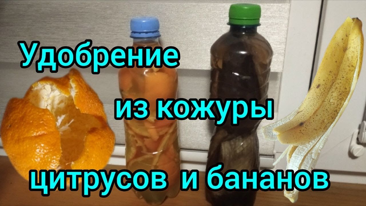 Как сделать удобрение для растений из кожуры мандаринов и бананов