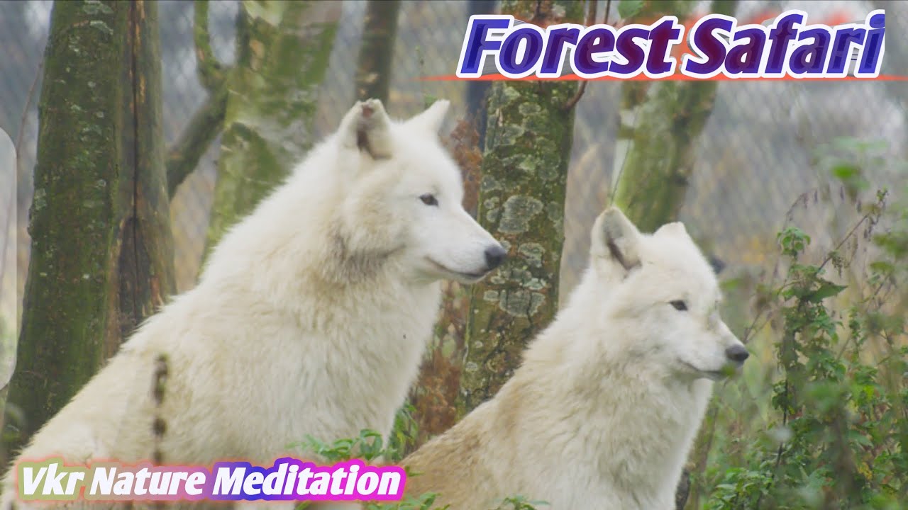 Forest Safari Video | Forest Safari in india | HDR | #animalsafari ...
