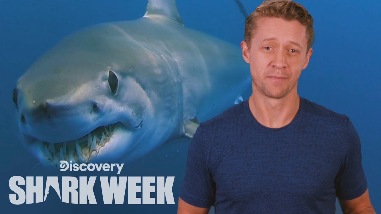 The Mako's Race Against Extinction | Shark Week's The Daily Bite - YouTube