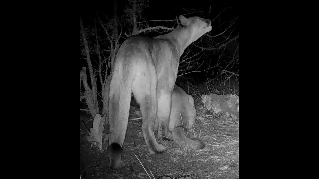 Mountain lion pair cavorting estrus calling caterwauling Nebraska June ...