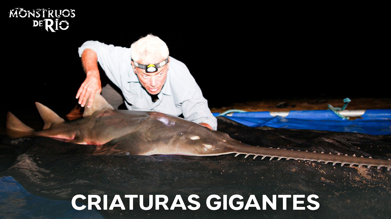 El Pez Más Poderoso Del Pacífico Sur Encontrado | Monstruos de Río ...