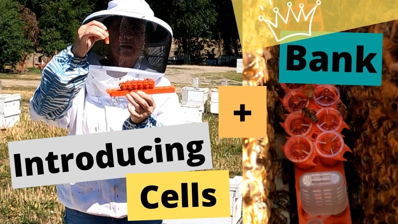 Introducing Cells and Making a Temporary Queen Bank - YouTube