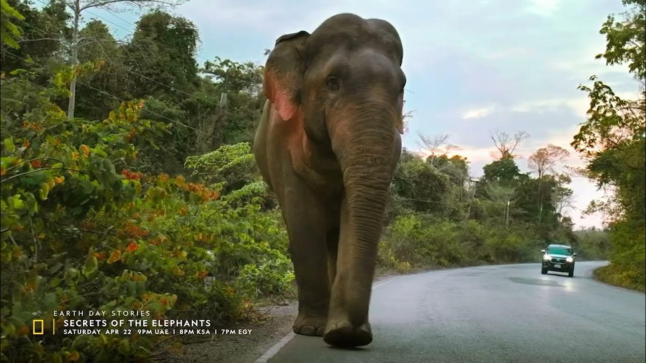 Official Trailer | Secrets of the Elephants | National Geographic MENA ...
