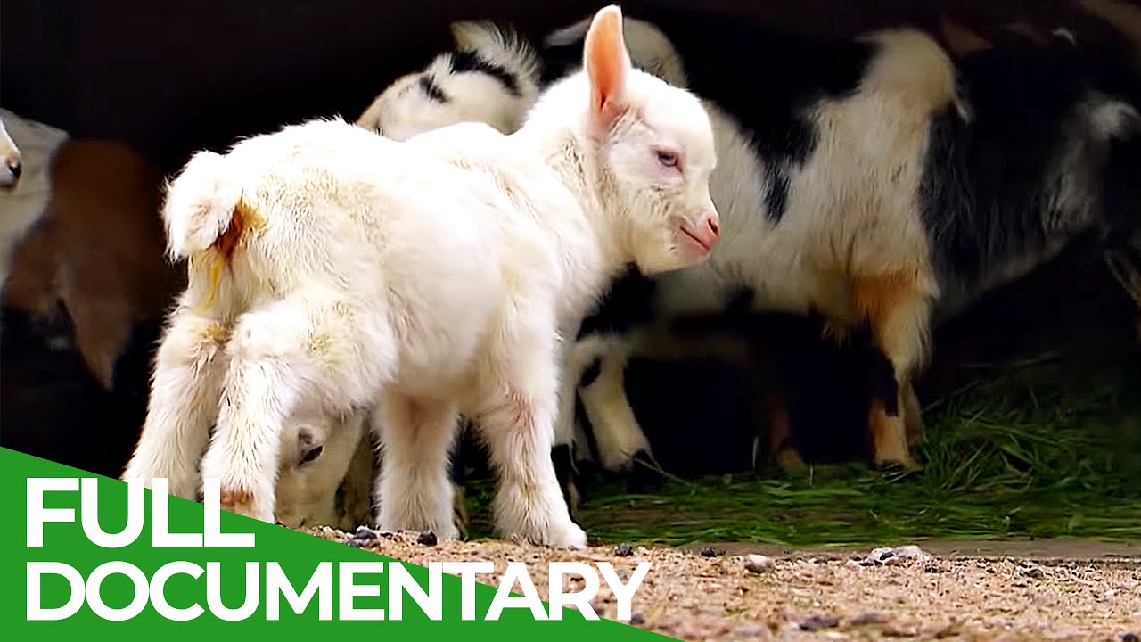 Baby Animals Discovering Their World | Episode 5 | Free Documentary ...