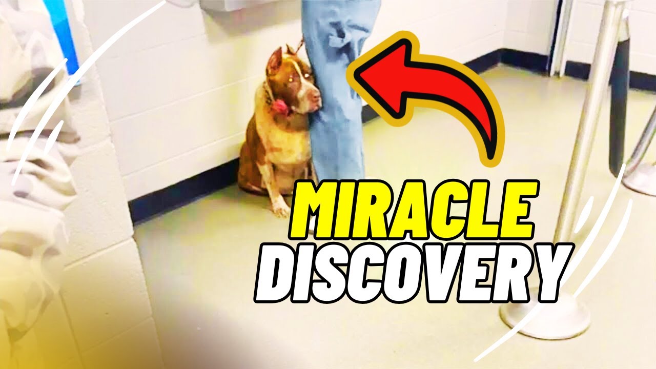 THE MOST AMAZING Dog Rescue Story You'll Ever Hear About Euthanasia ...