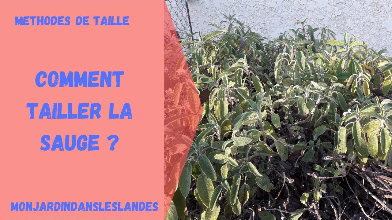 Comment tailler la sauge officinale ? - Monjardindansleslandes - YouTube