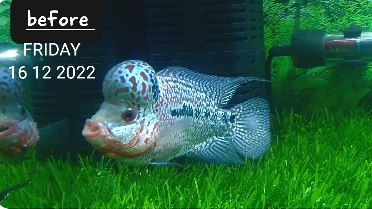 9.9 india flowerhorn fish kamfa malau before & after - YouTube