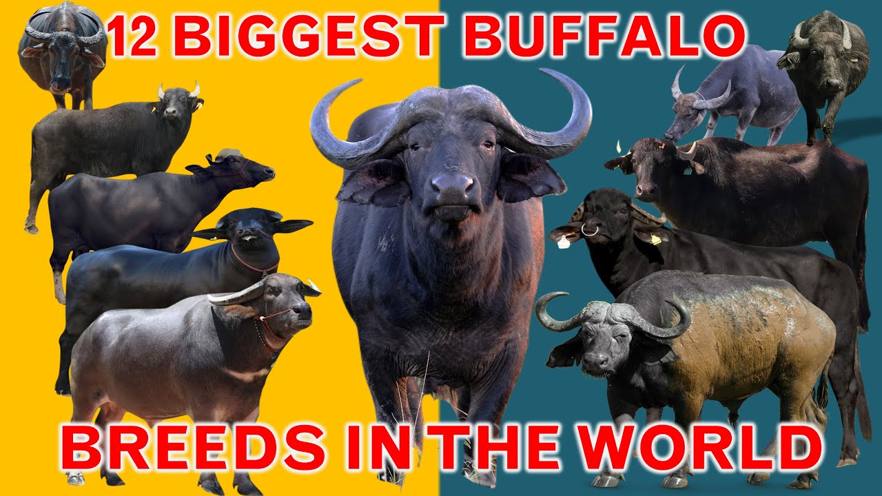 Top 12 Largest Buffalo Breeds in the World | Cape | Water Buffalo - YouTube