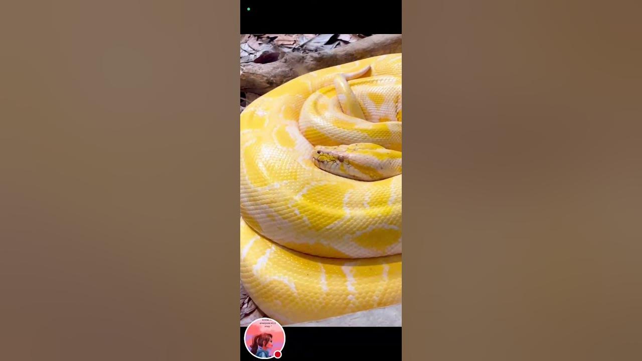 GIANT PYTHON SNAKE 🐍#pythonsnake #viralvideo - YouTube