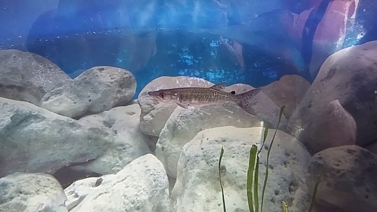 update : oscar as dither fish - YouTube