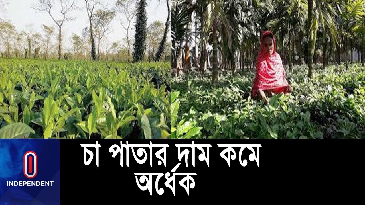 পঞ্চগড়ে হঠাৎ করে কাঁচা চা পাতার দাম নেমেছে অর্ধেকে || #Pancagarh Tea ...