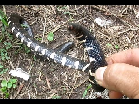 Rắn 2 đầu là con rắn gì? (Snake name 2 heads) - YouTube