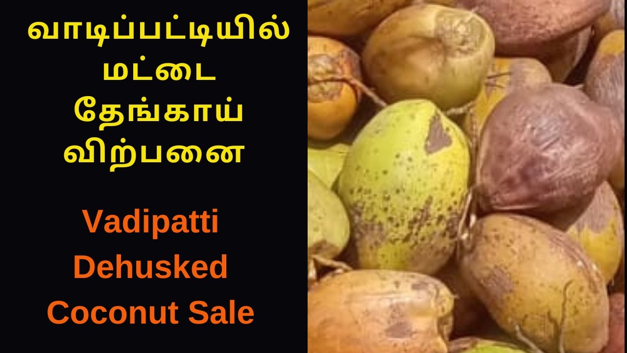 Mattai Thengai Vilai | Madurai Vadipatti Coconut Sale | மட்டை ...