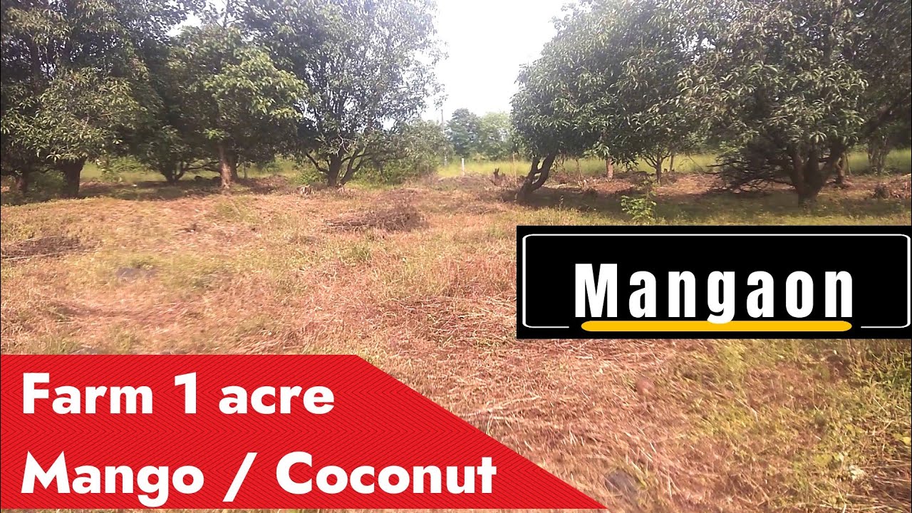 ID 147/143 The 1 acres Mango farm in Mangaon District Raigad - YouTube