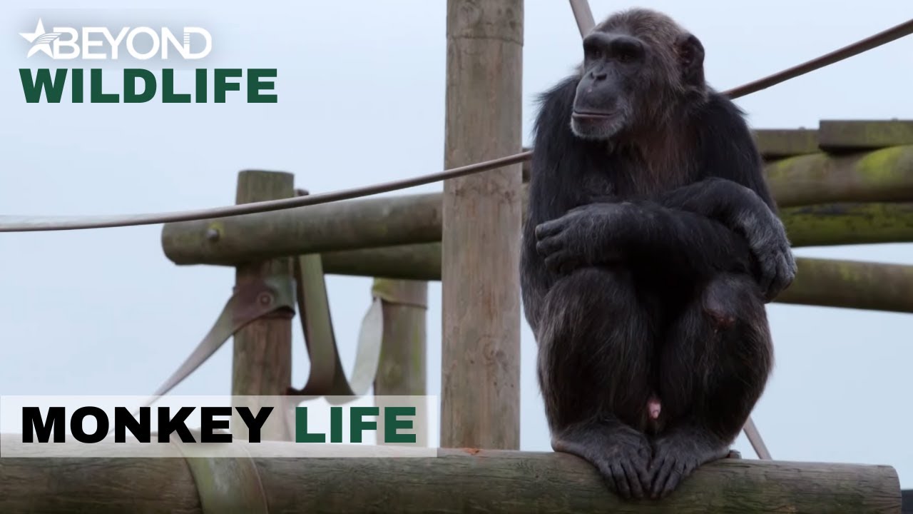 S10E11 | One Of The Parks Most Iconic Characters Passes Away | Monkey ...
