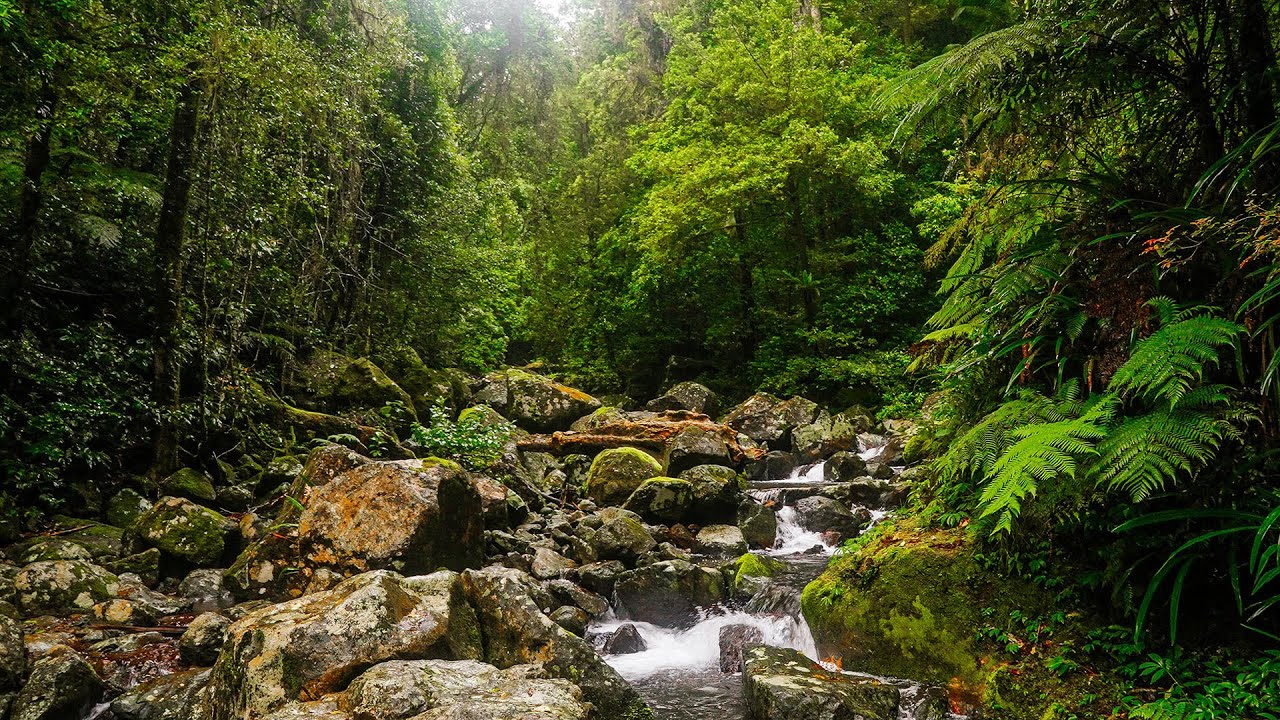 POV Hiking: Coomera Circuit Forest | Calming Walk in the RAIN ASMR ...