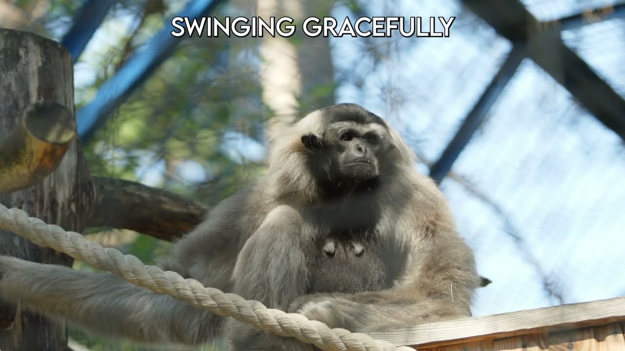 What are Lesser Apes: Meet the Gibbon 🐵 |Paws on the Planet - YouTube