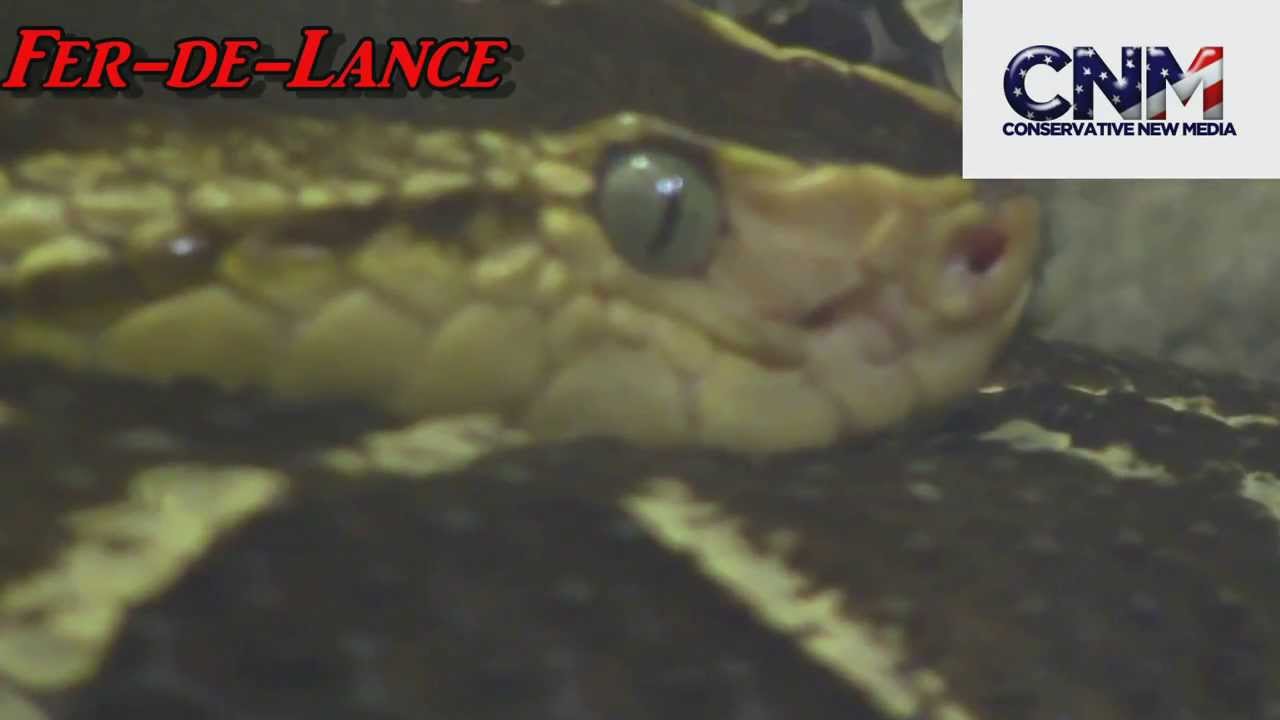 Fer-de-Lance Snake - a Venomous Species - in 1080P HD - by John D ...