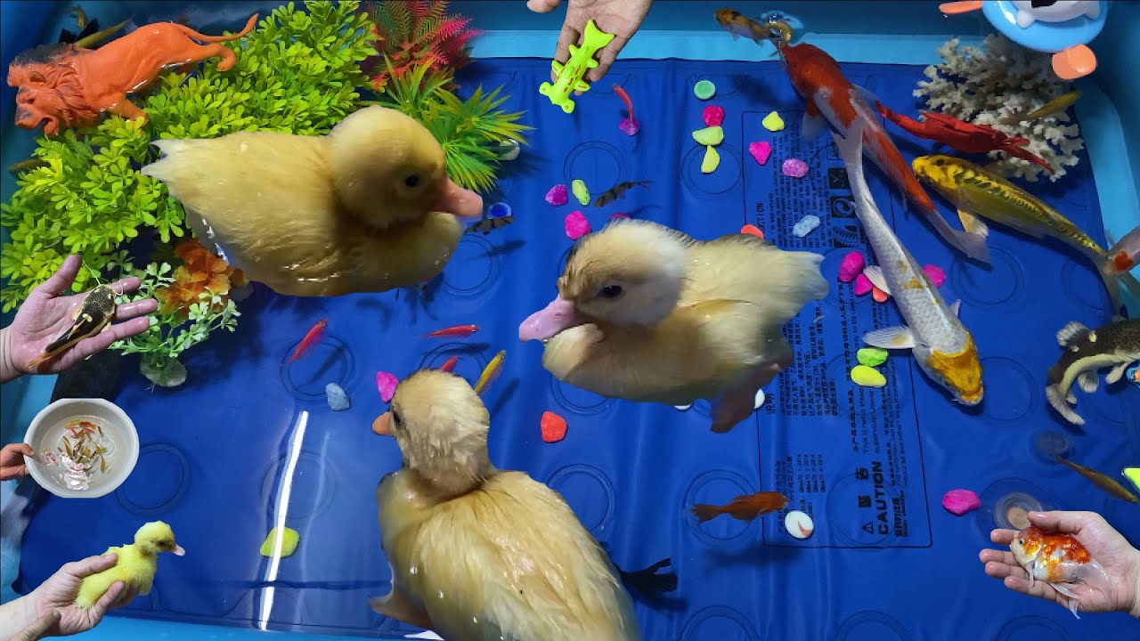 cute duckling video, duckling swimming in the water having fun with ...