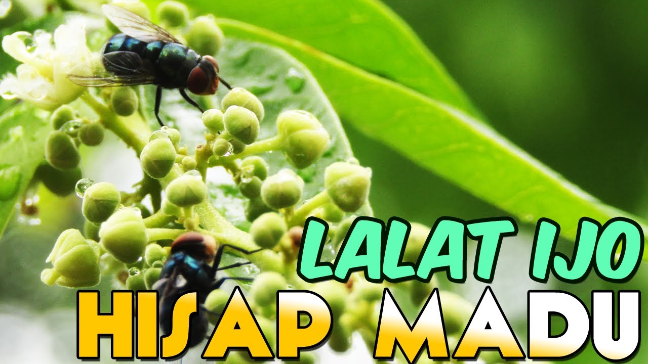 Lalat Hijau Pada Bunga Kelengkeng | Fenomena Unik - YouTube