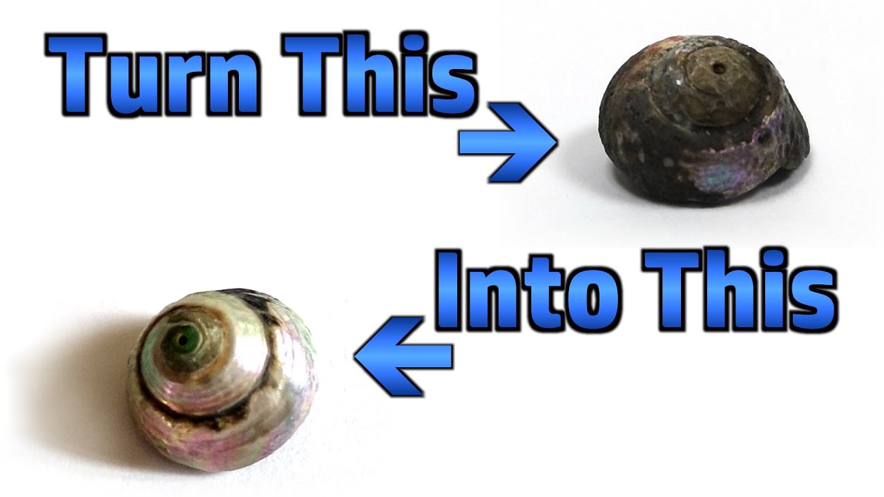 Etching Top Shells To Reveal Their Pearly Beauty - YouTube