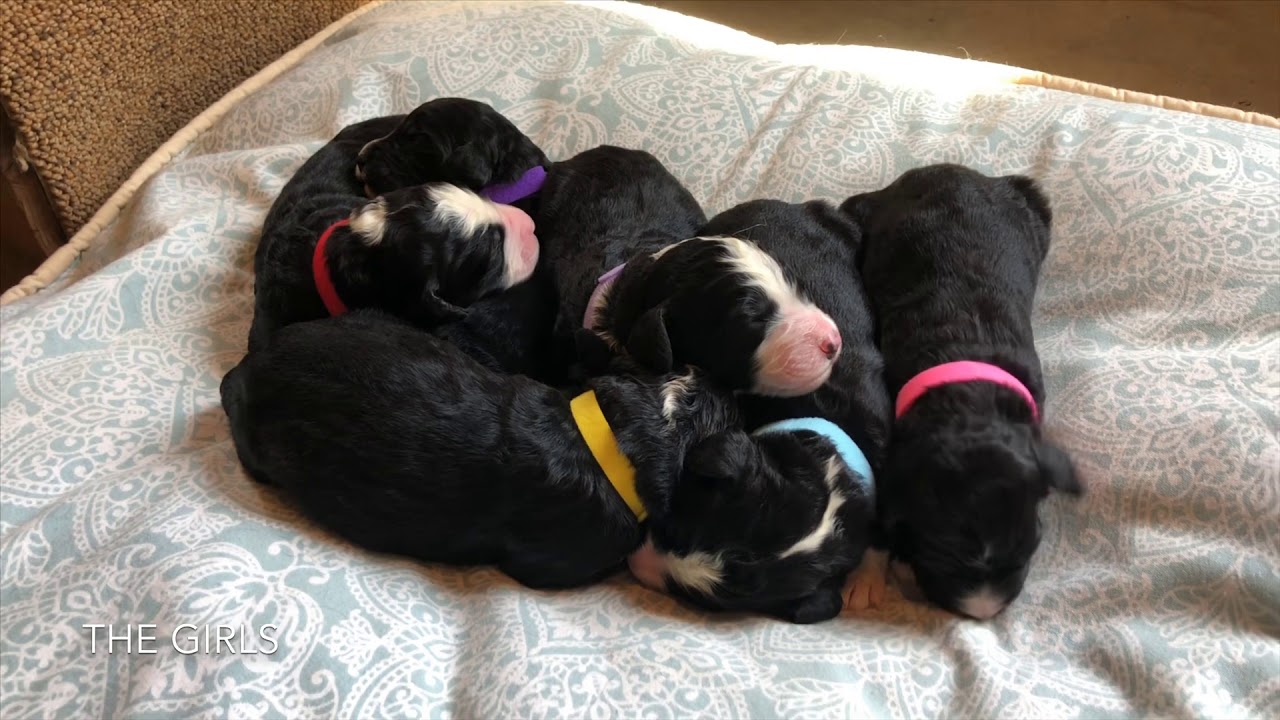 Puppies 1 week old - YouTube