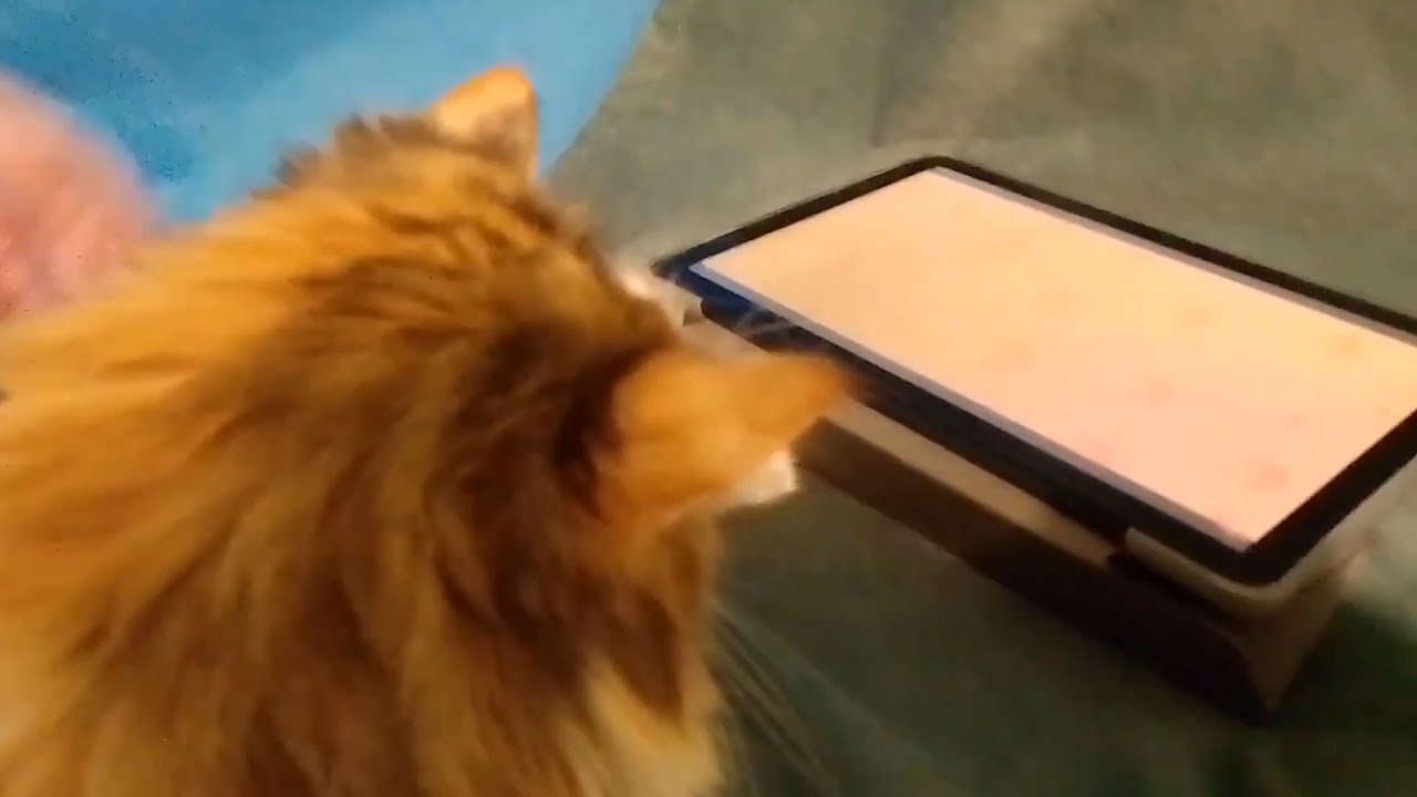 cat plays with mice on tablet screen - YouTube