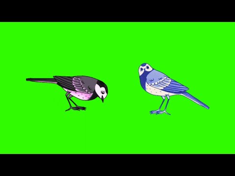 Birds Eating Animation Green screen - Chroma Key HD video - YouTube