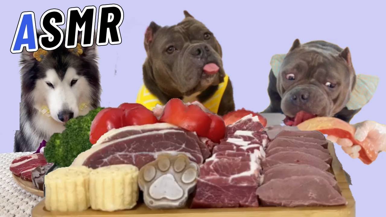 【Dog Mukbang ASMR】Immersive Meals for Puppies #ASMR #mukbang #Bulldogs ...