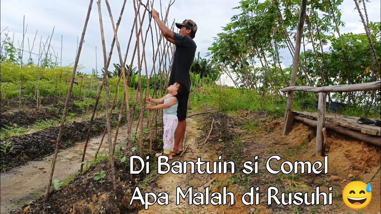 Memasang Lanjaran Untuk Kacang Panjang | Bersama si Comel - YouTube