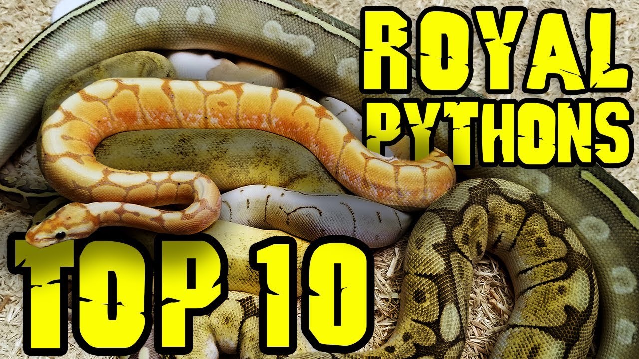 Top Ten Royal Pythons - YouTube