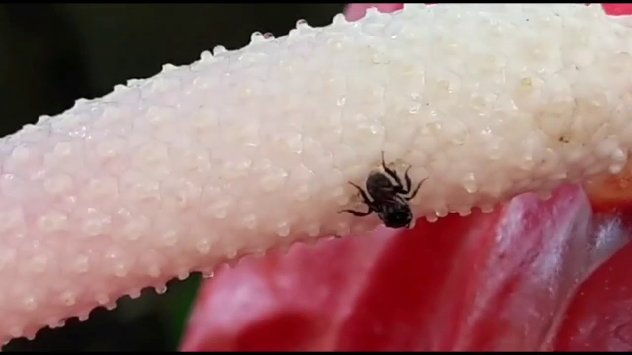 POLLINATION of Anthurium Flower By Bee - YouTube
