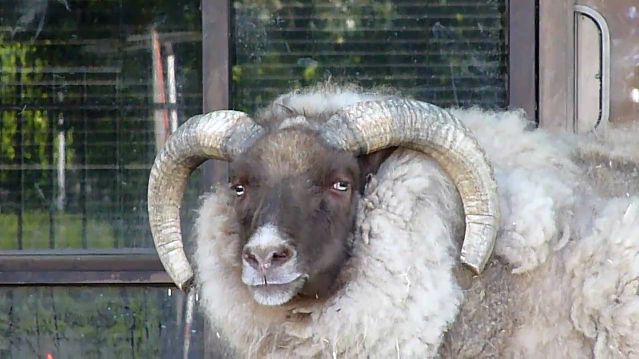 Monster Sheep Ram - YouTube